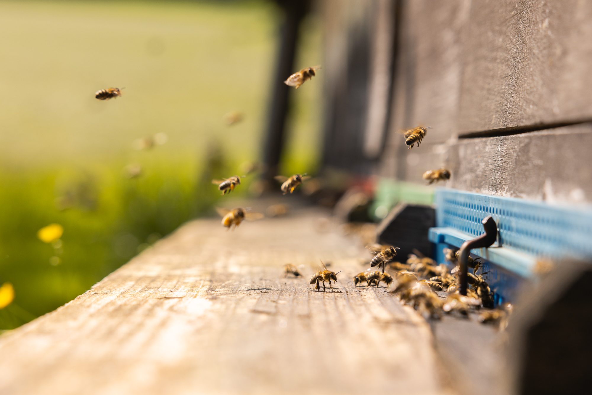 Der Tanz der Bienen » Eugendorf - Salzkammergut meets Salzburg